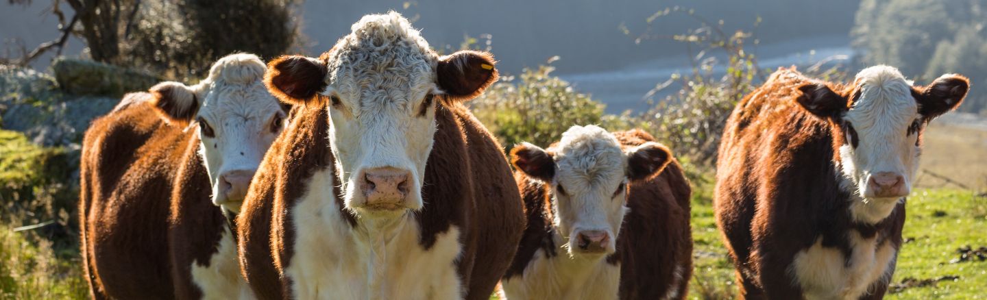 Blog - Wild Country Meats